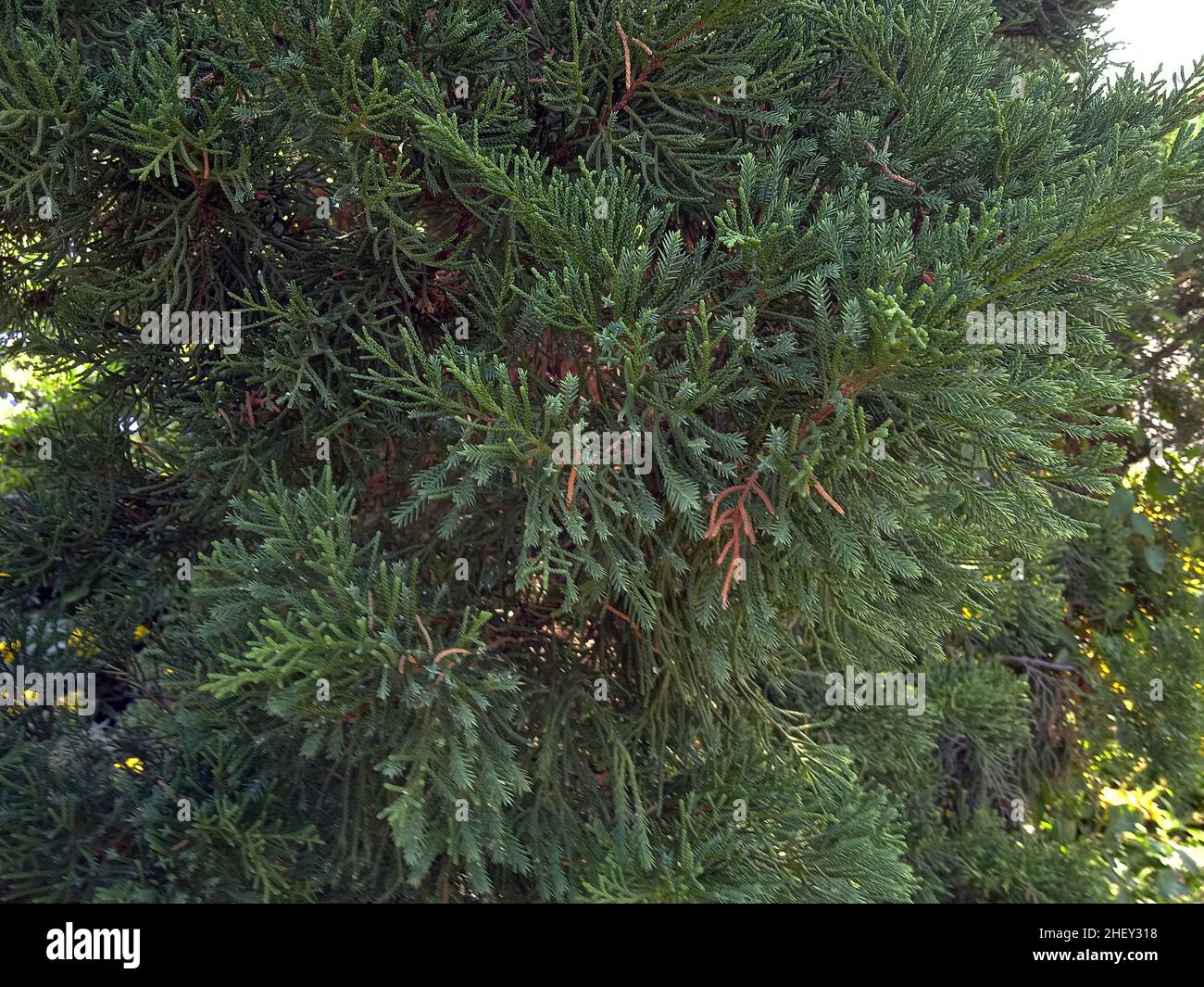Photograph of colorful flowers in the front yard , landscape , botany ...