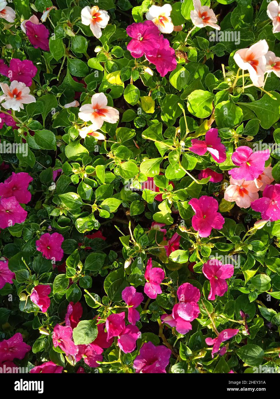 Photograph of colorful flowers in the front yard , landscape , botany ...