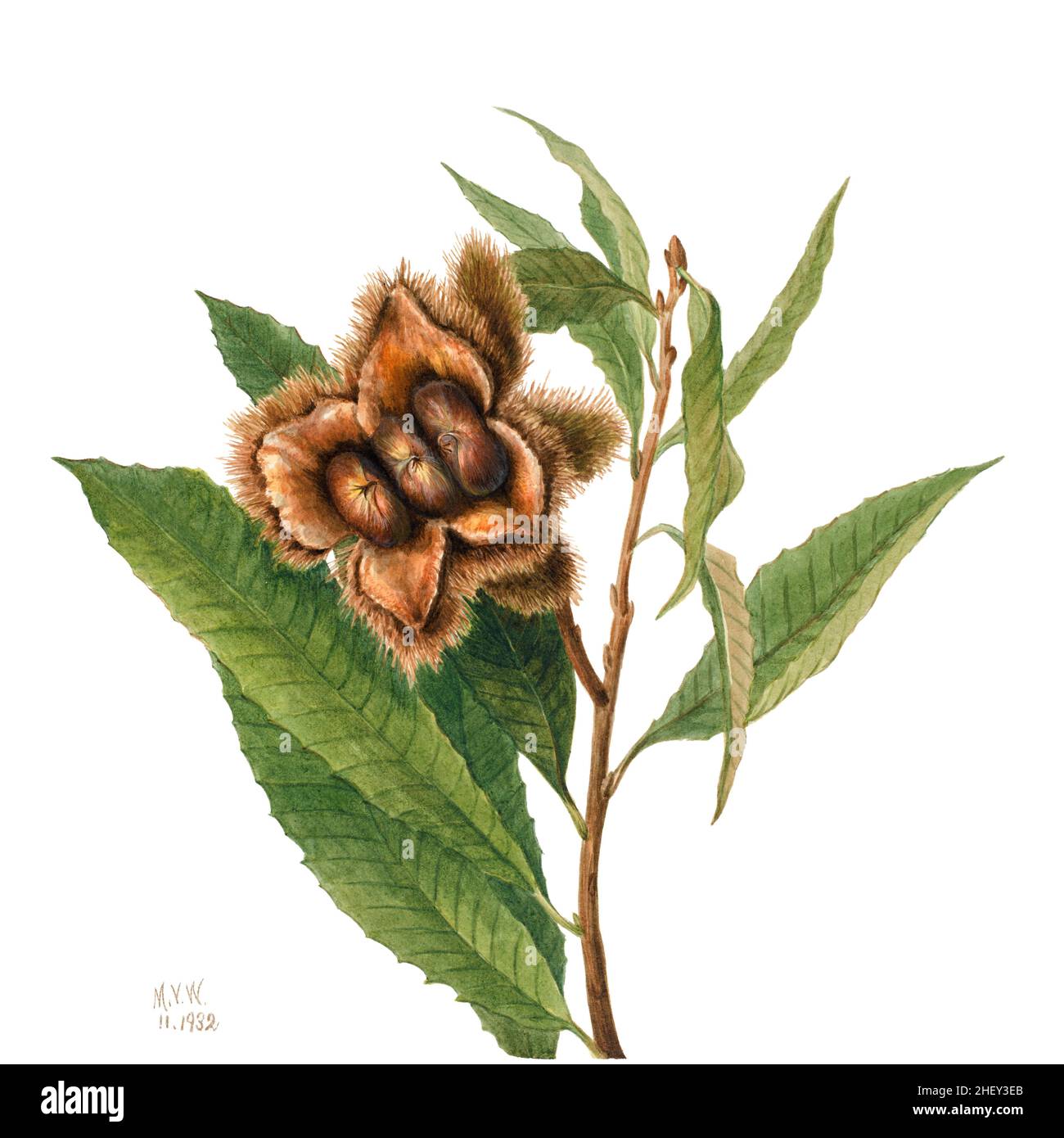 American chestnut castanea dentata Cut Out Stock Images & Pictures - Alamy
