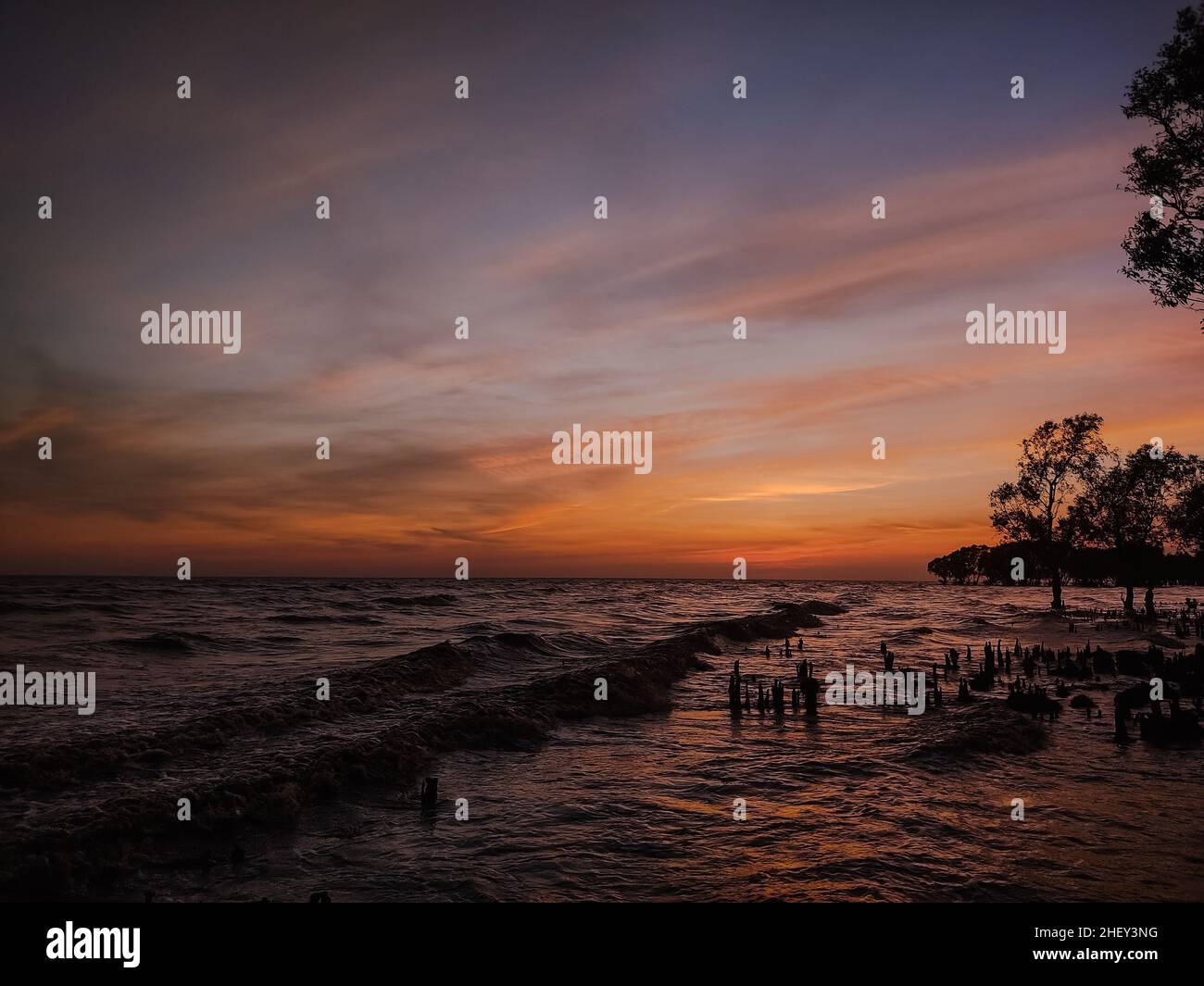 Snakes of bangladesh hi-res stock photography and images - Alamy