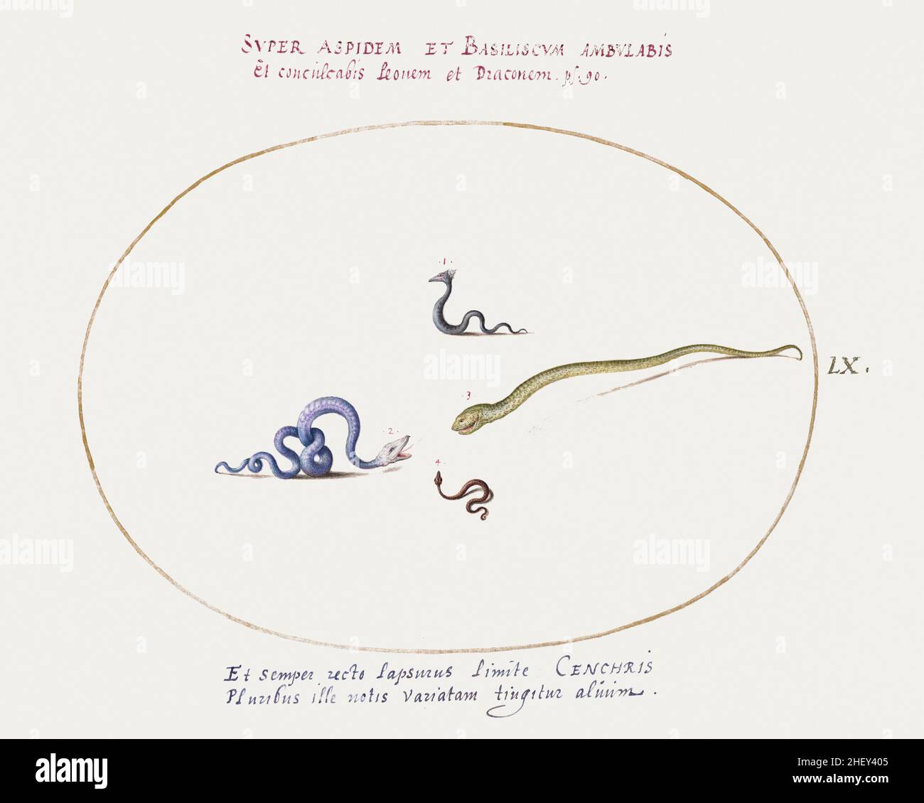 Snake painting renaissance hi-res stock photography and images - Alamy