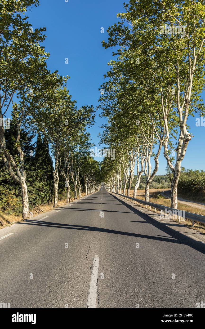 typical french alley with green sycamore trees Stock Photo - Alamy