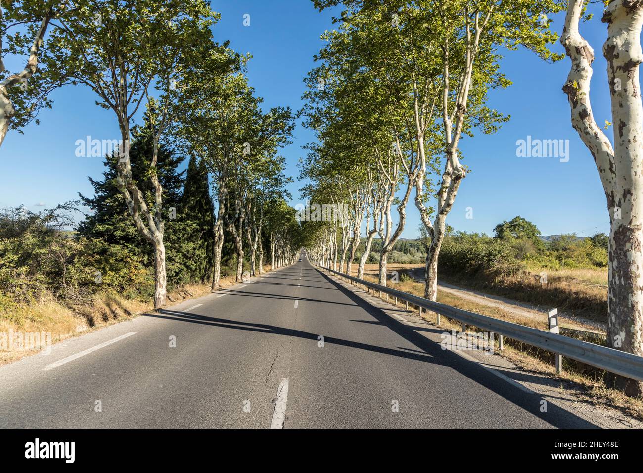 typical french alley with green sycamore trees Stock Photo - Alamy