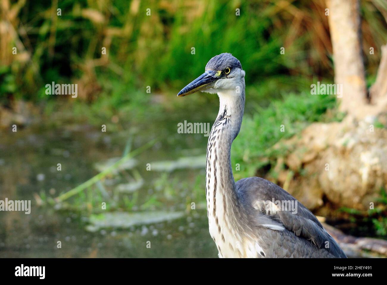 The gray heron or airon is a species of pelecaniform bird of the ...