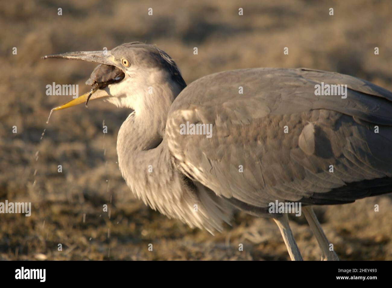 The gray heron or airon is a species of pelecaniform bird of the ...