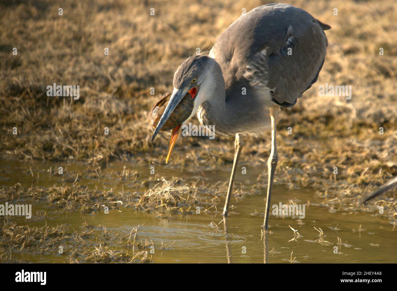 The gray heron or airon is a species of pelecaniform bird of the ...