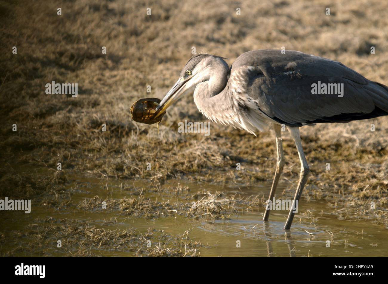 The gray heron or airon is a species of pelecaniform bird of the ...