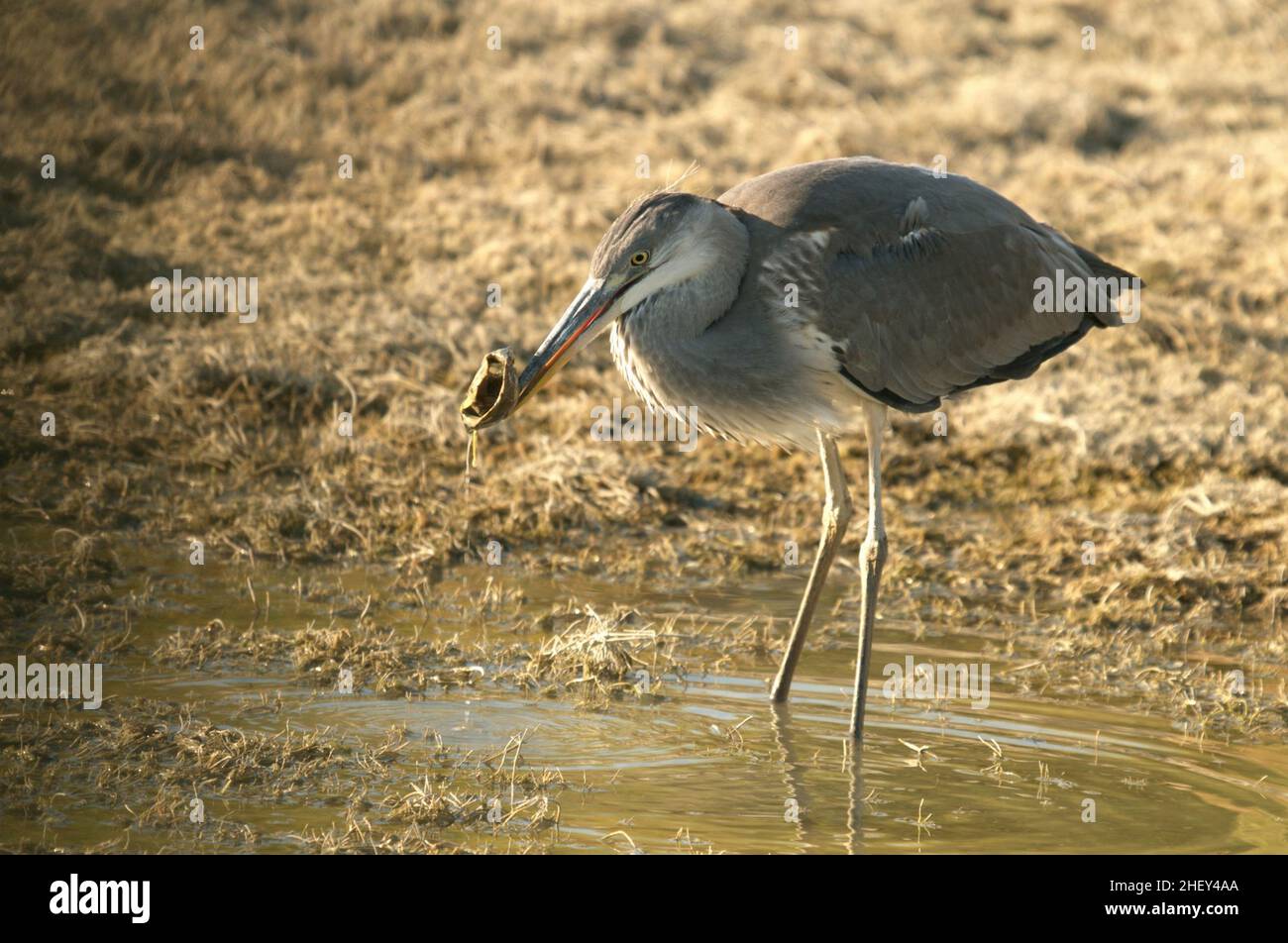 The gray heron or airon is a species of pelecaniform bird of the ...