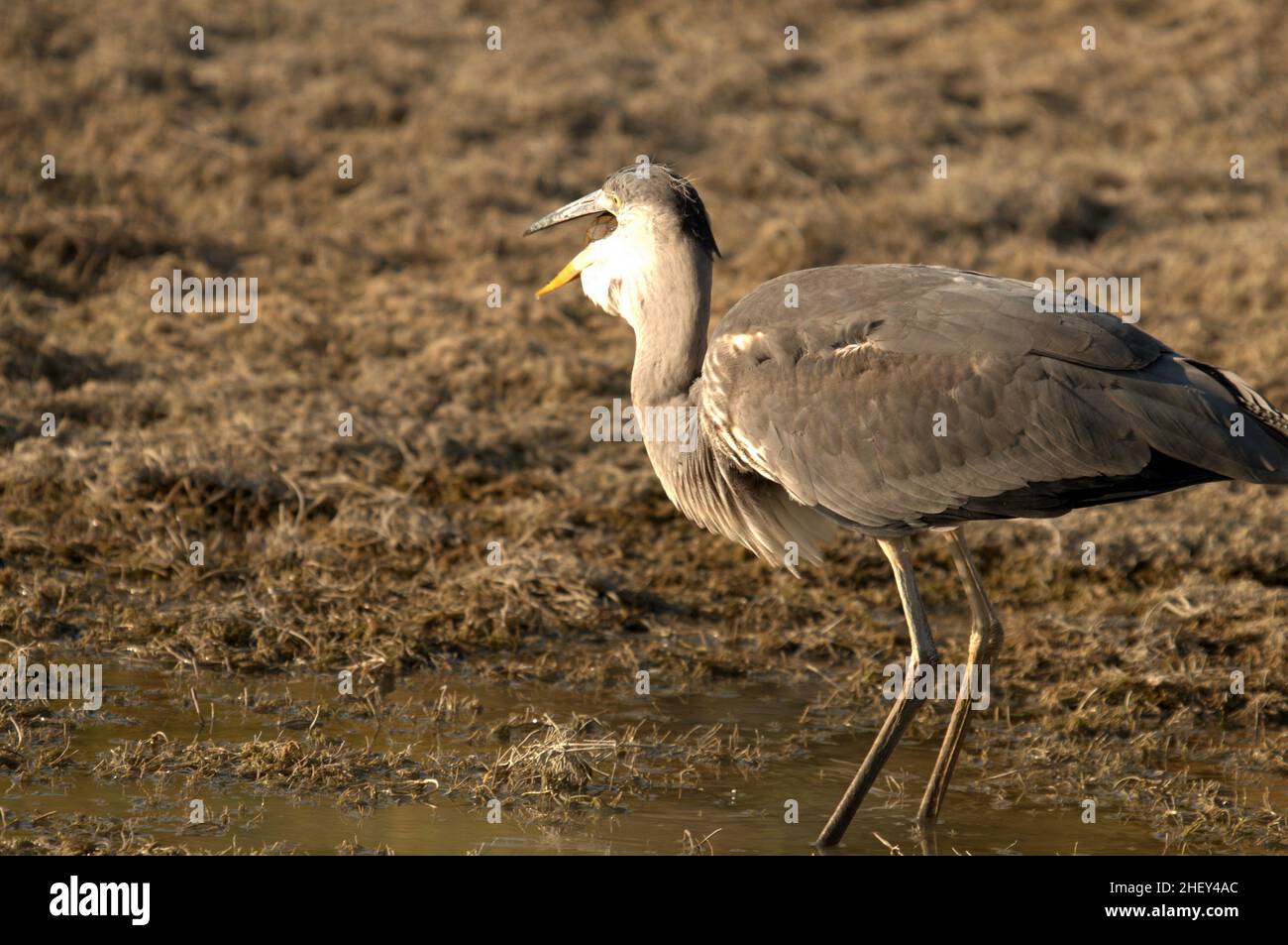 The gray heron or airon is a species of pelecaniform bird of the ...