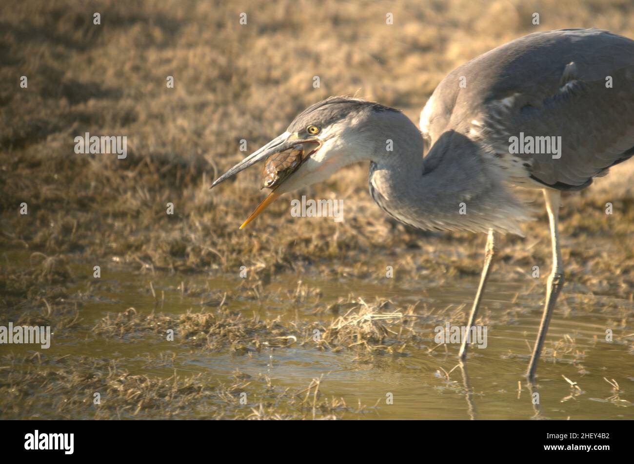 The gray heron or airon is a species of pelecaniform bird of the ...