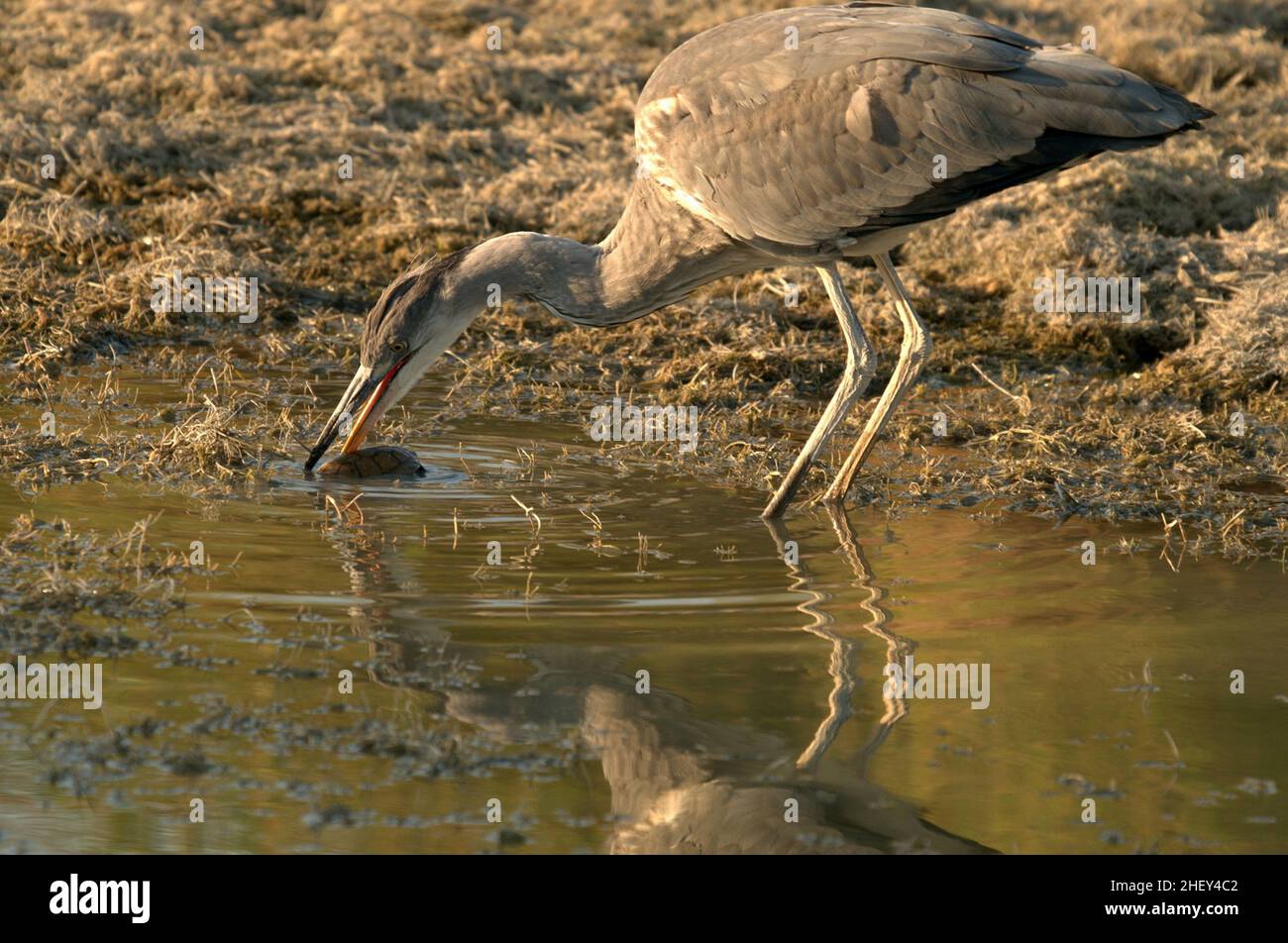 The gray heron or airon is a species of pelecaniform bird of the ...