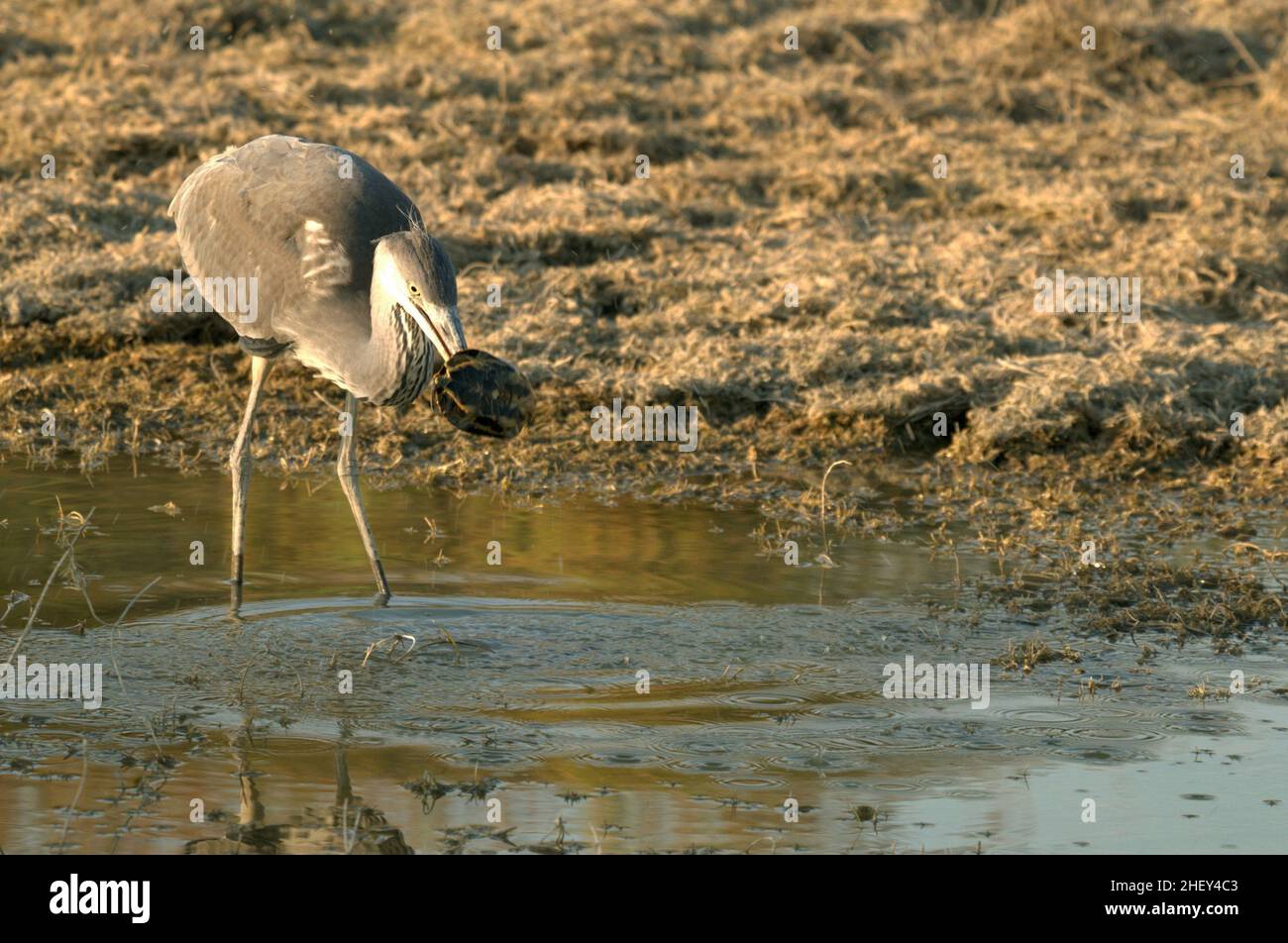 The gray heron or airon is a species of pelecaniform bird of the ...