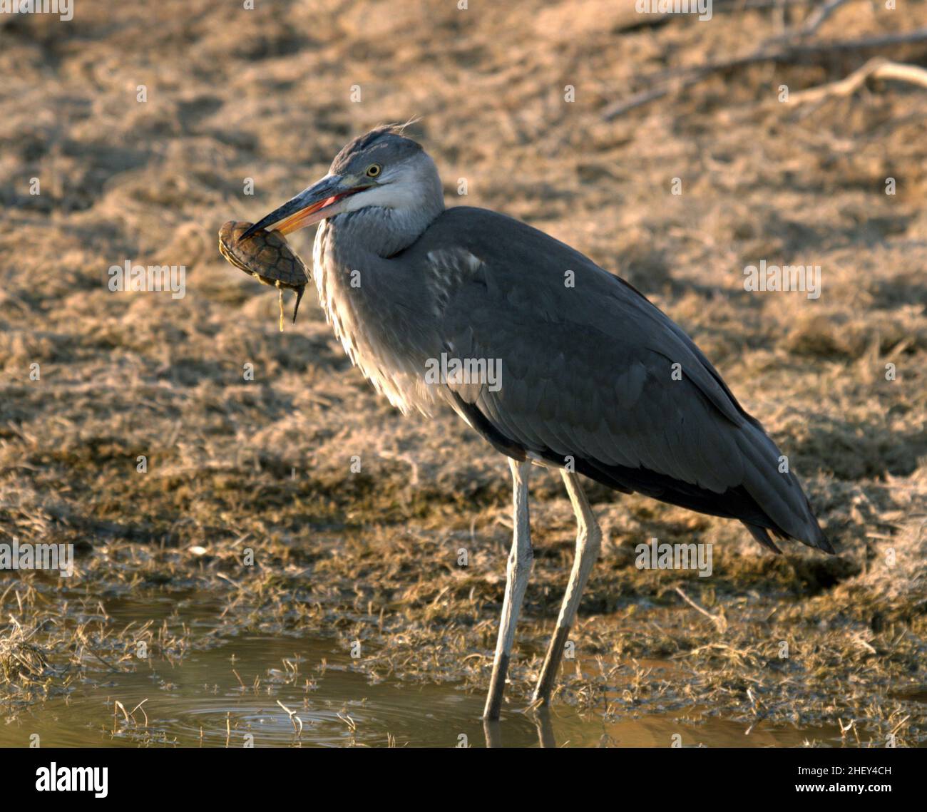 The gray heron or airon is a species of pelecaniform bird of the ...