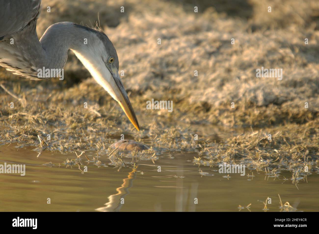 The gray heron or airon is a species of pelecaniform bird of the ...