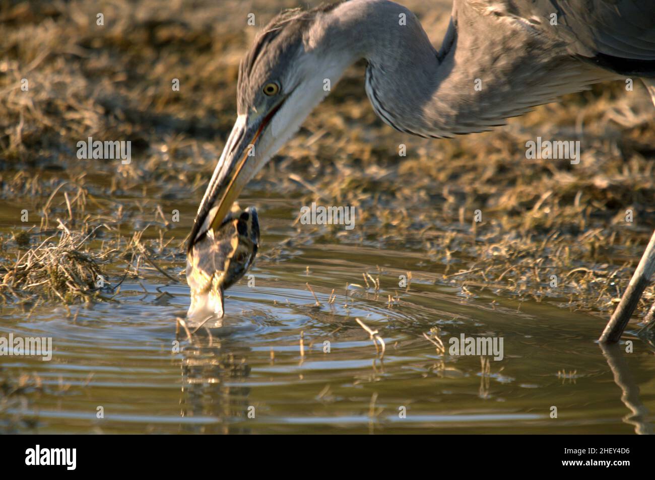 The gray heron or airon is a species of pelecaniform bird of the ...