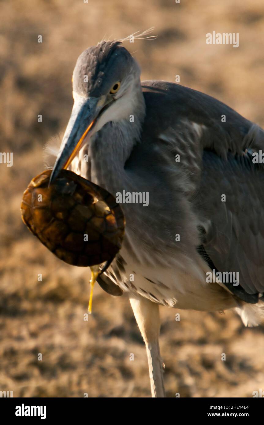 The gray heron or airon is a species of pelecaniform bird of the ...