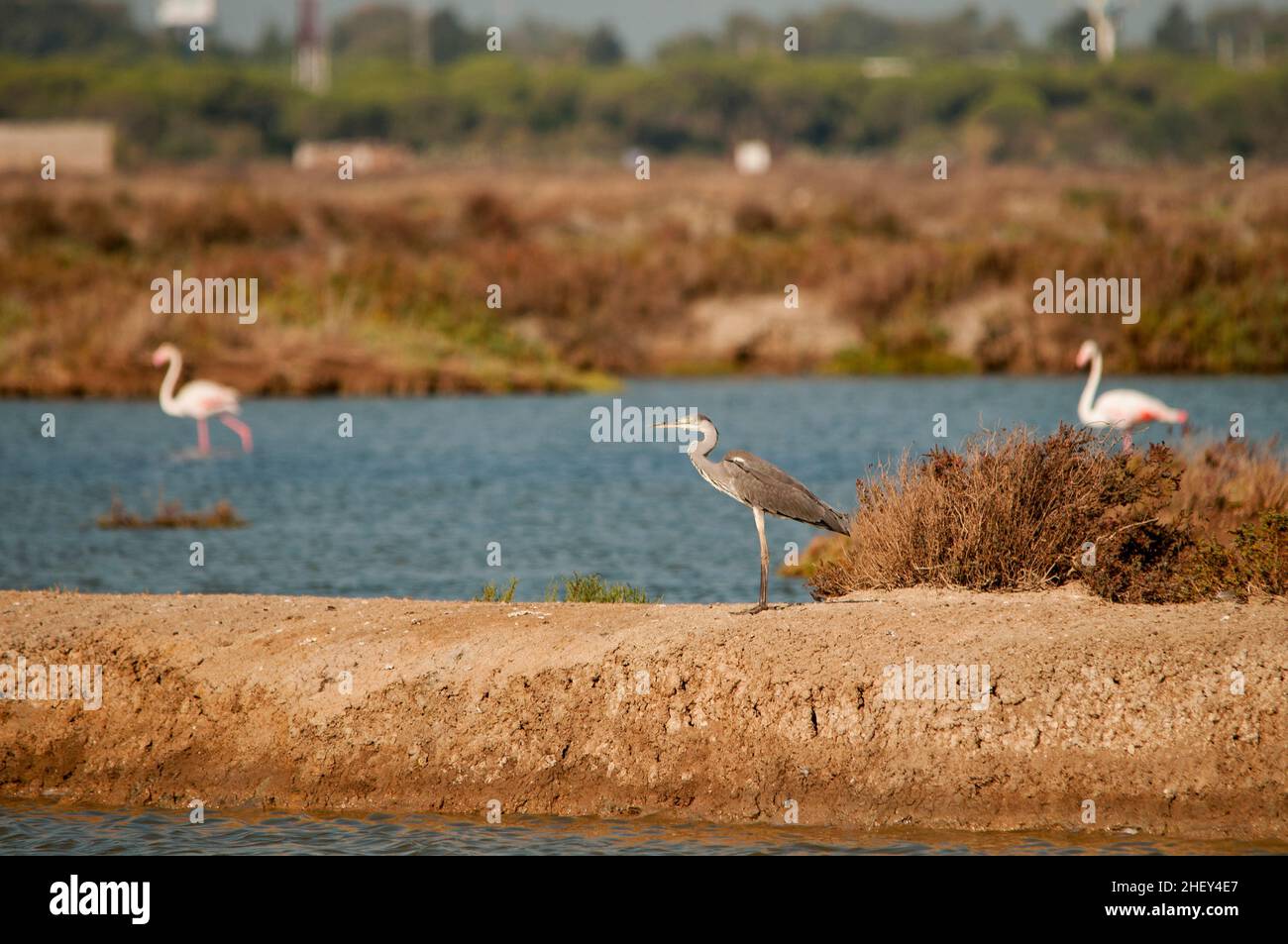 The gray heron or airon is a species of pelecaniform bird of the ...
