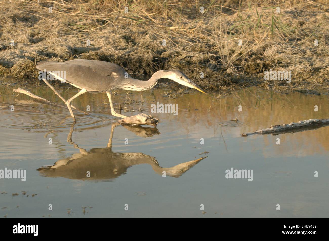 The gray heron or airon is a species of pelecaniform bird of the ...
