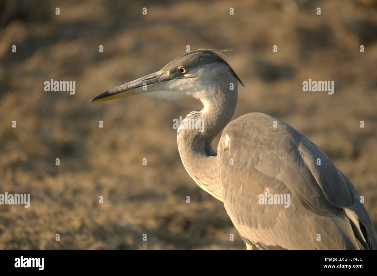 The gray heron or airon is a species of pelecaniform bird of the ...