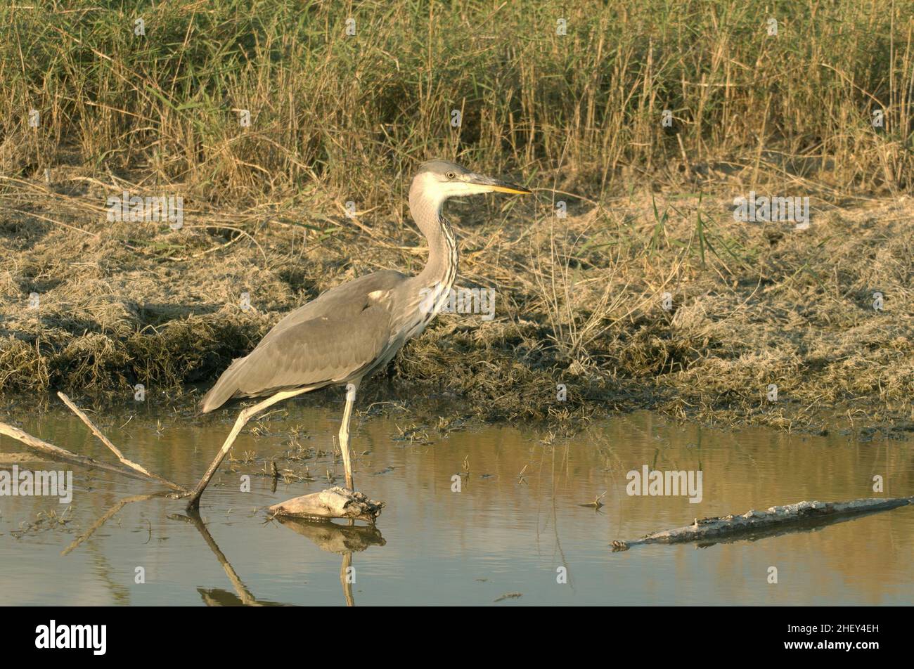 The gray heron or airon is a species of pelecaniform bird of the ...