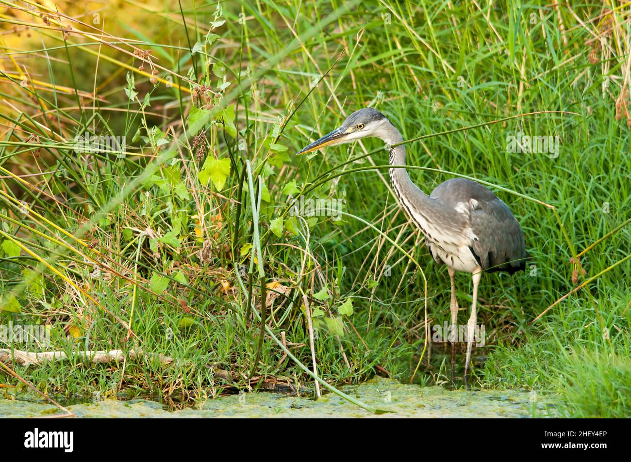 The gray heron or airon is a species of pelecaniform bird of the ...
