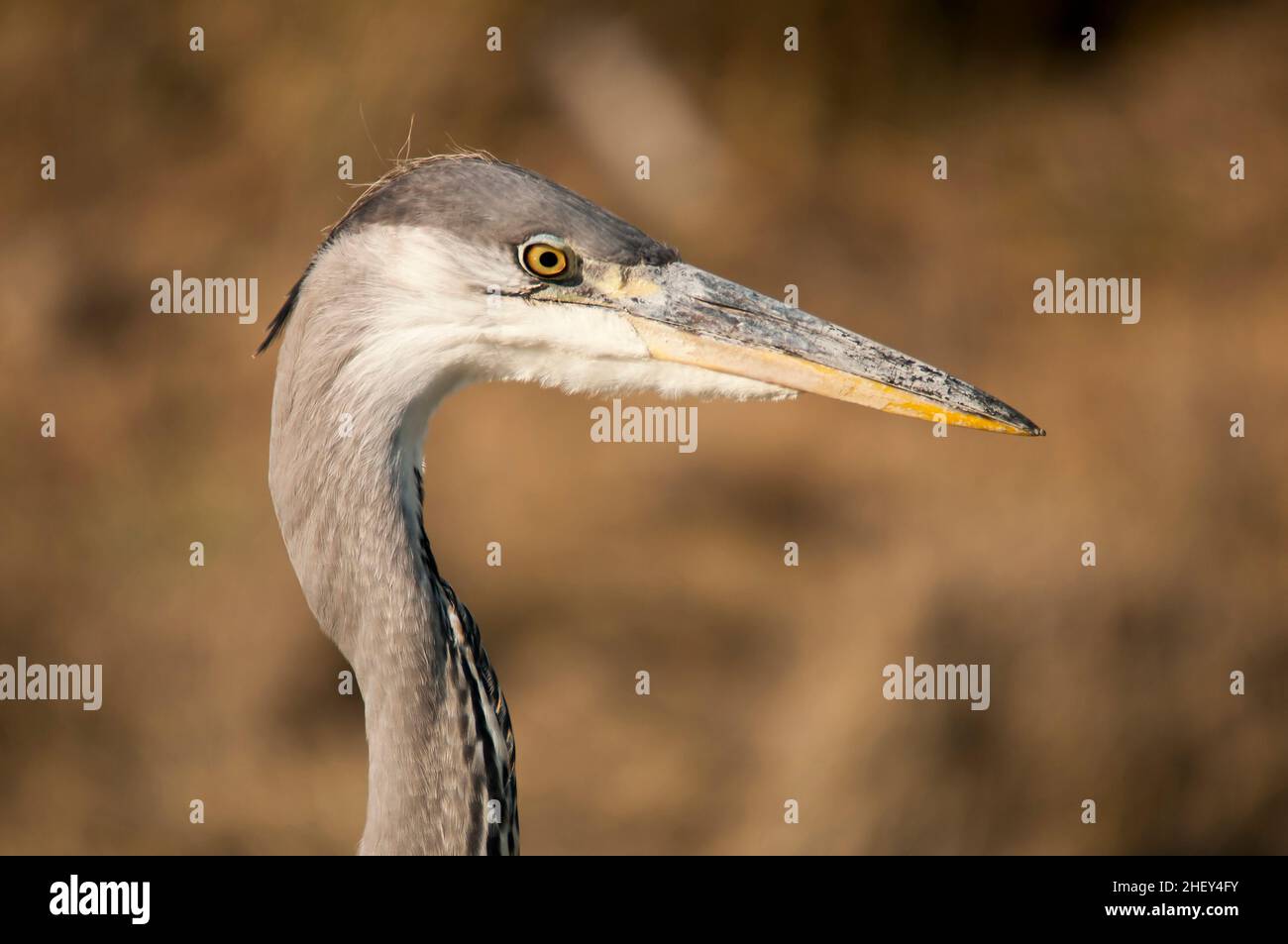 The gray heron or airon is a species of pelecaniform bird of the ...
