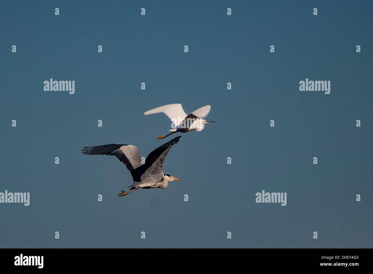 The gray heron or airon is a species of pelecaniform bird of the ...