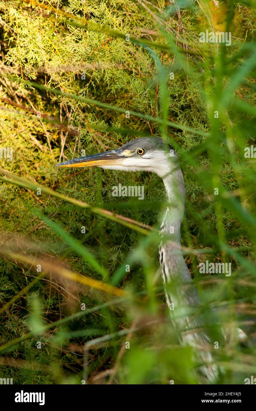 The gray heron or airon is a species of pelecaniform bird of the ...
