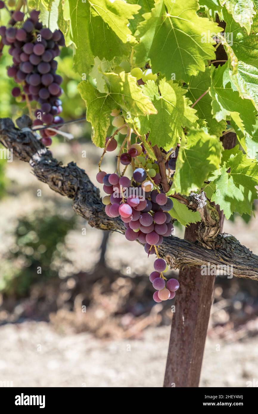 grapes growing at the vine in the vineyard, Provence, France Stock ...