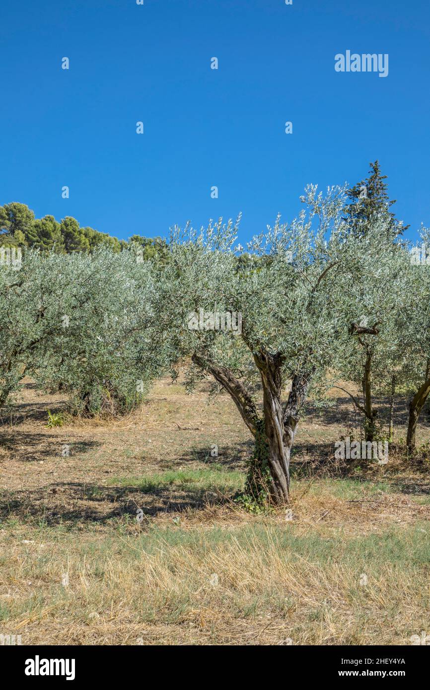 old olive trees grow in the provence near Nyons Stock Photo - Alamy