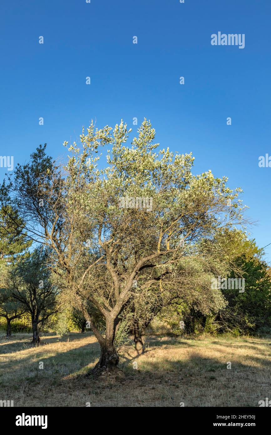scenic old olive trees in the park near Lourmarin, Provence, France ...