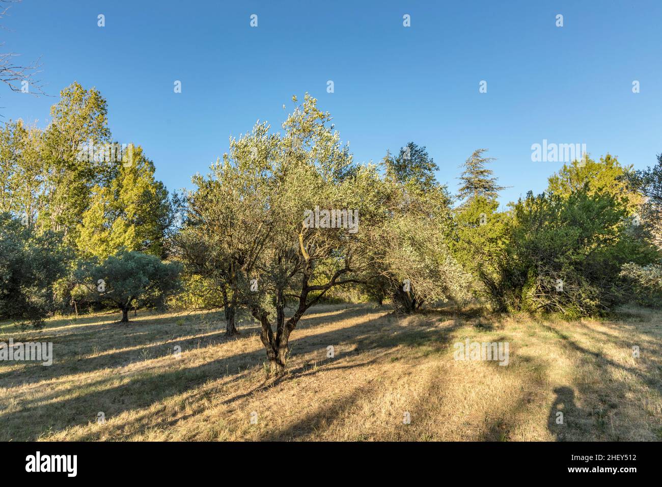 scenic old olive trees in the park near Lourmarin, Provence, France ...