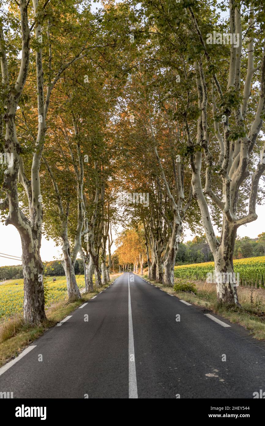typical alley with sycamore trees in sunset in the provence Stock Photo ...