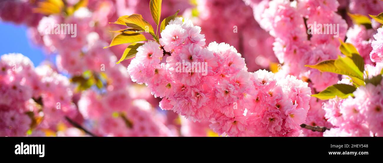 Spring banner, blossom background. Sakura Festival. Cherry blossom ...