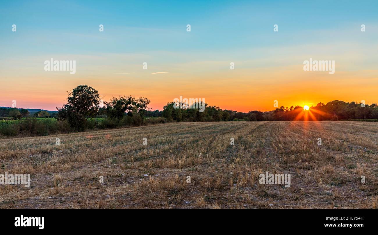 sunset in the provence with field and typical trees near Aix en ...