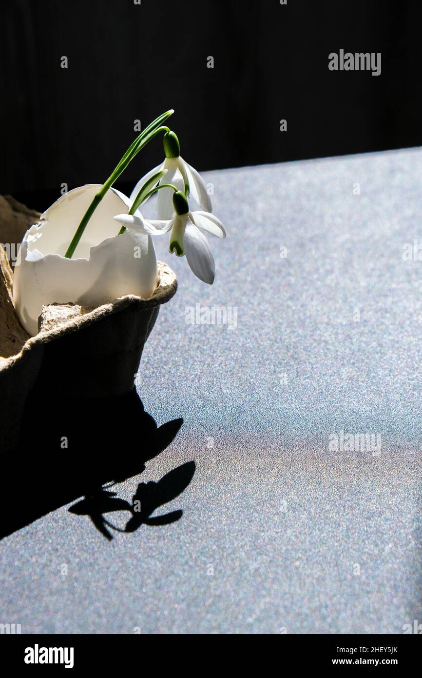 Creative minimal Easter and spring time concept with snowdrop in the white eggshell on dark ...