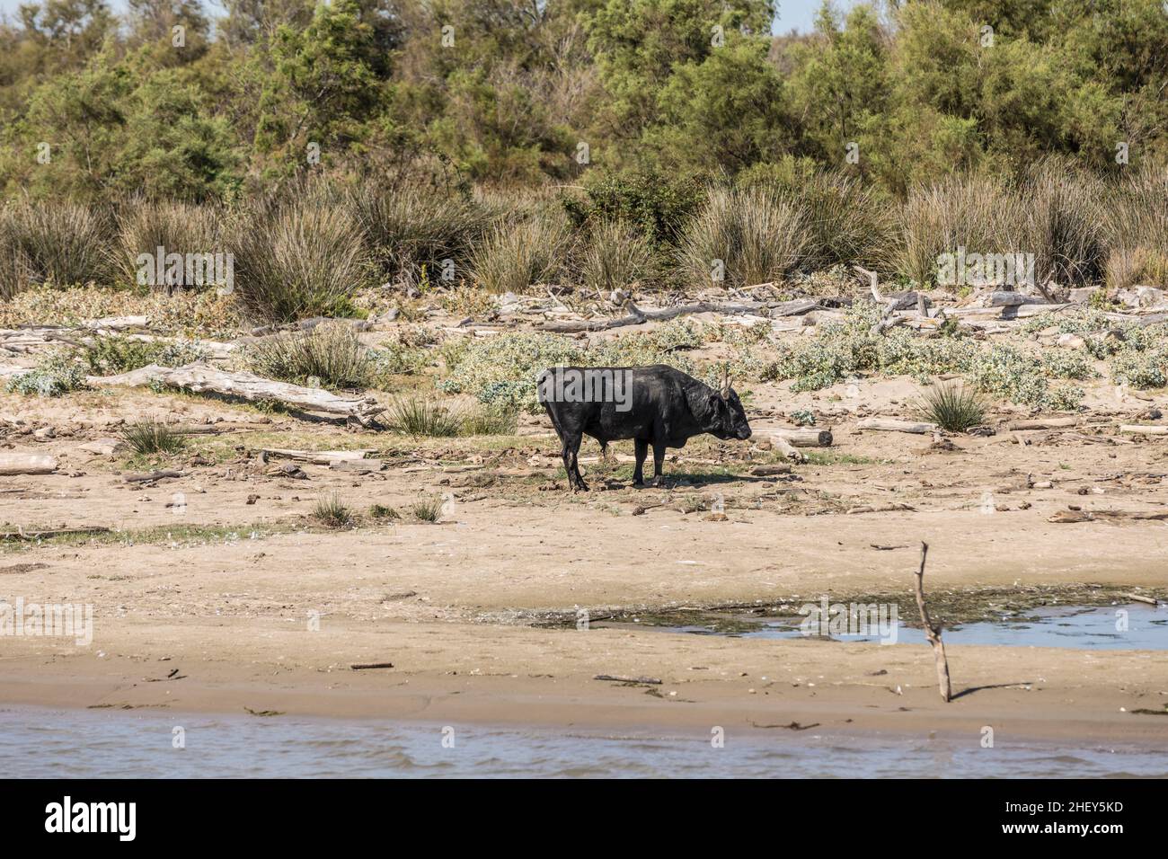 wild bulls praze and rest at a beach in the Rhone delta in the Camargue ...