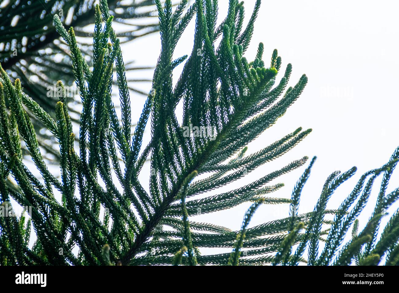 Green Pine tree leaves under the bright of morning sunlight Stock Photo ...