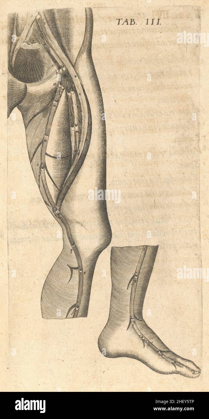 Arteries of leg hi-res stock photography and images - Alamy