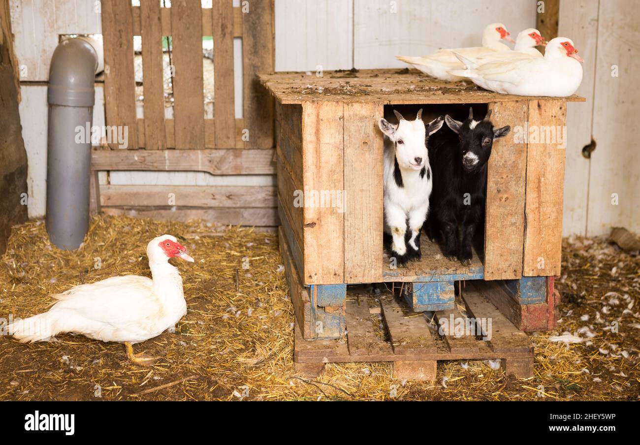 Backyard goats hi-res stock photography and images - Alamy
