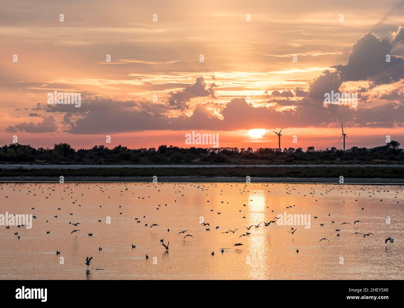 Camargue birds hi-res stock photography and images - Alamy