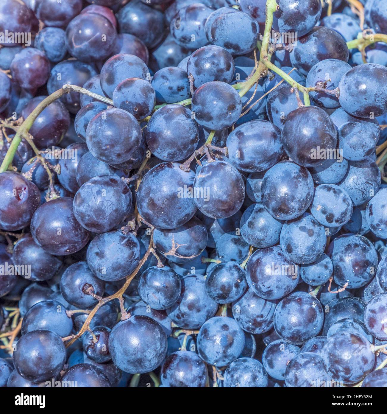 grape bunches at a fruit stall at the food market in France Stock Photo ...