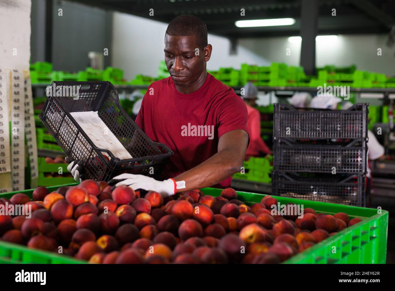Worker working at fruit warehouse Stock Photo - Alamy