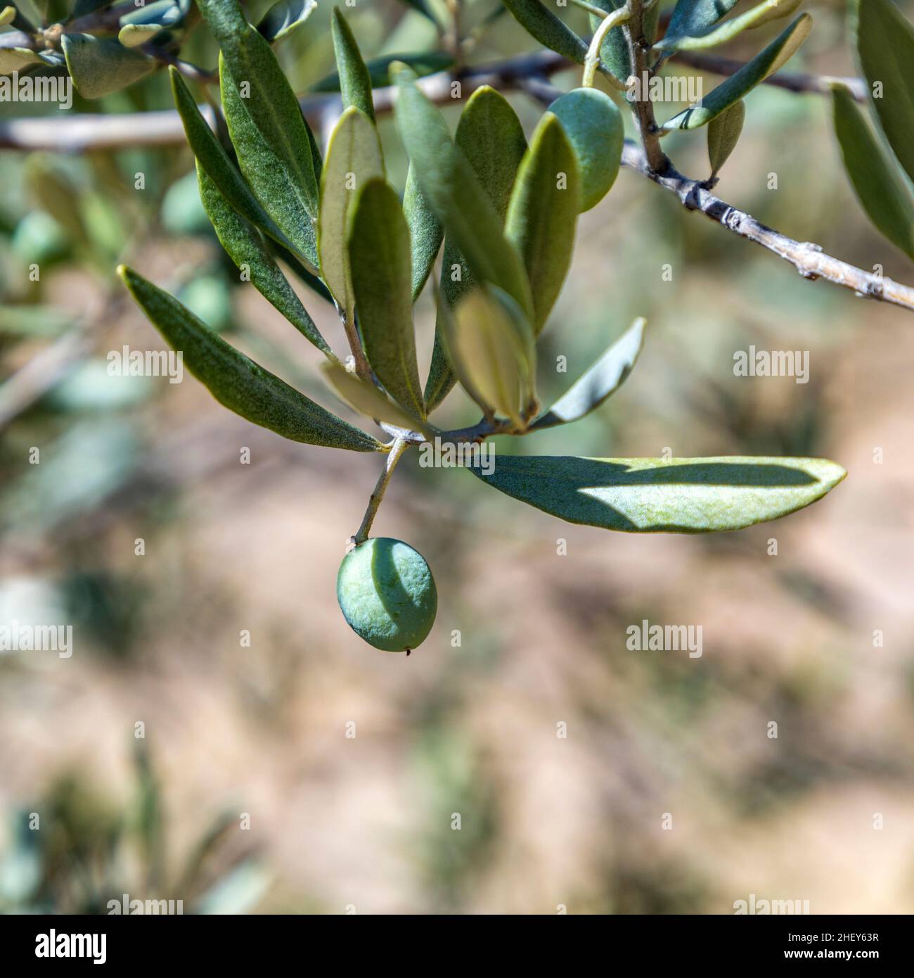 Fruit of the olive tree hi-res stock photography and images - Alamy