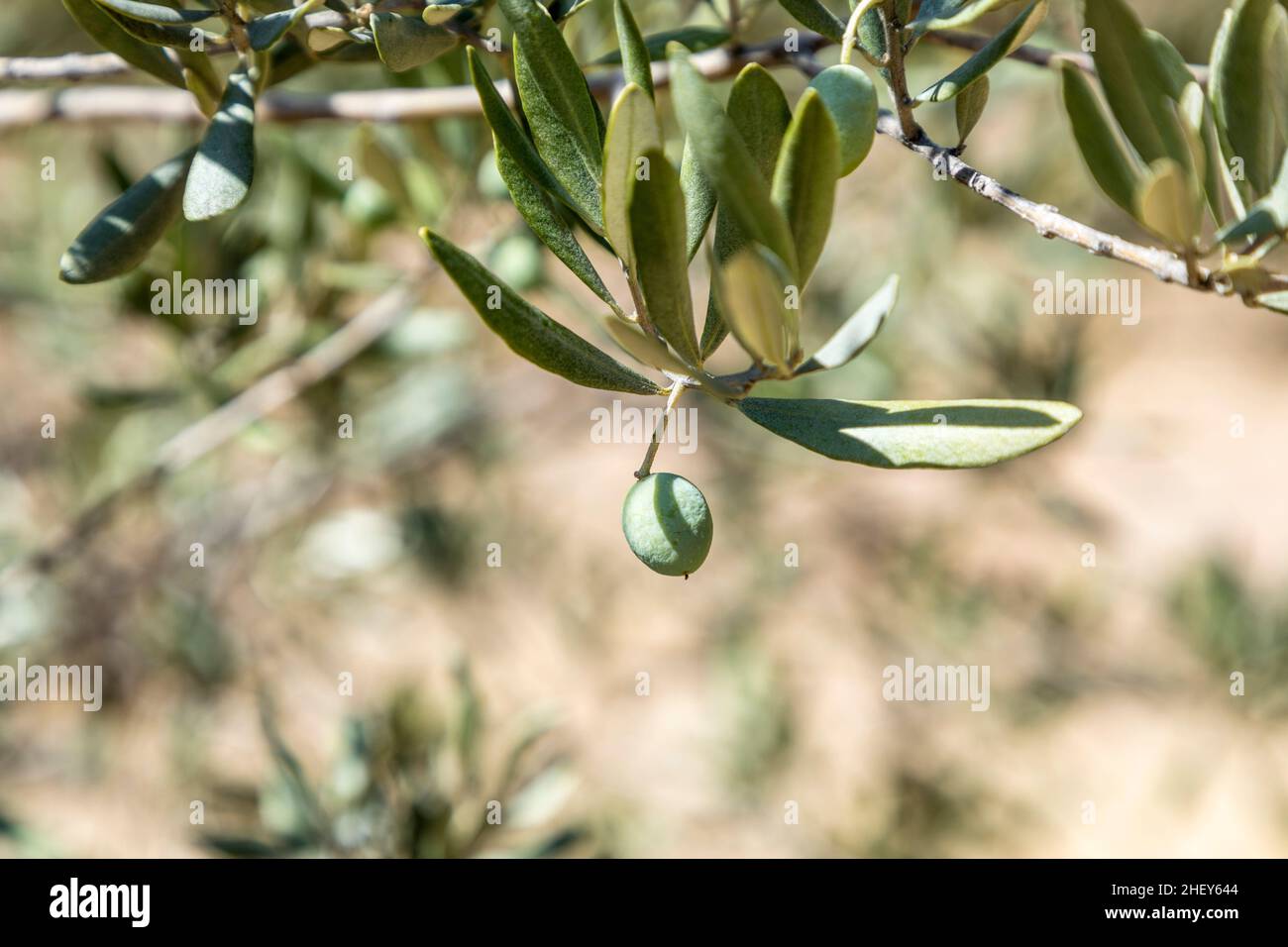 detail of olive tree with Olive in the provence, France Stock Photo - Alamy