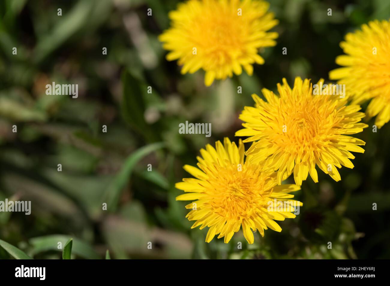 Fresh yellow dandelions in bright spring sun, natural natural ...
