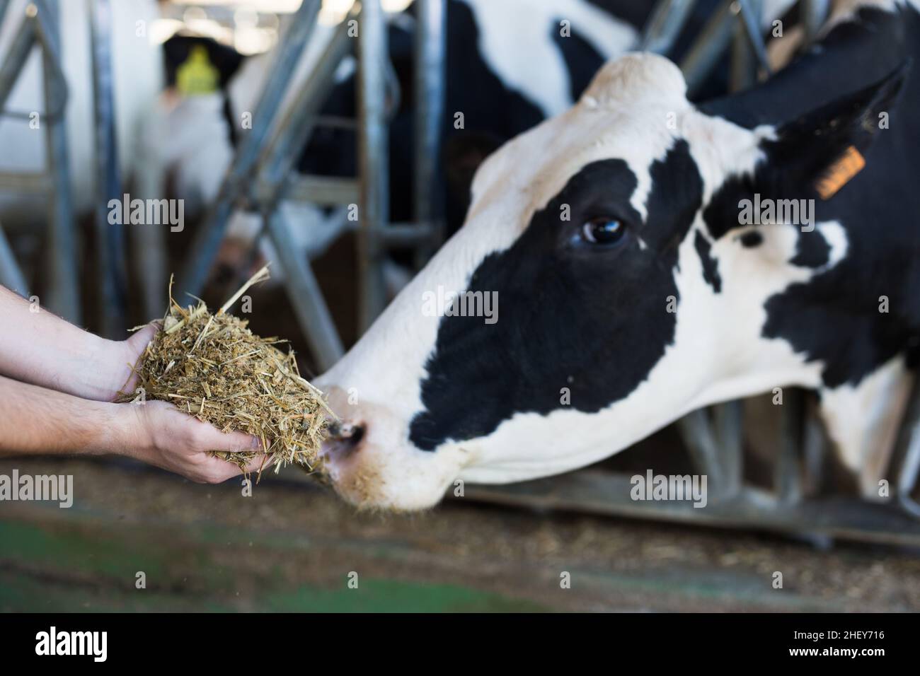 Farmer feeds cow from his hand full of compound feed Stock Photo - Alamy