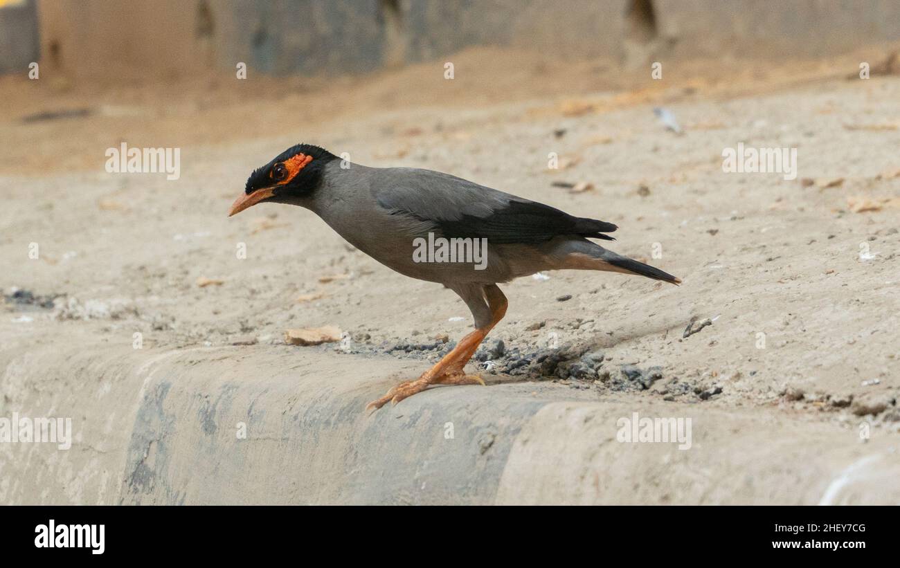 Myna bird look down into the earth with full of aggression in her eyes ...