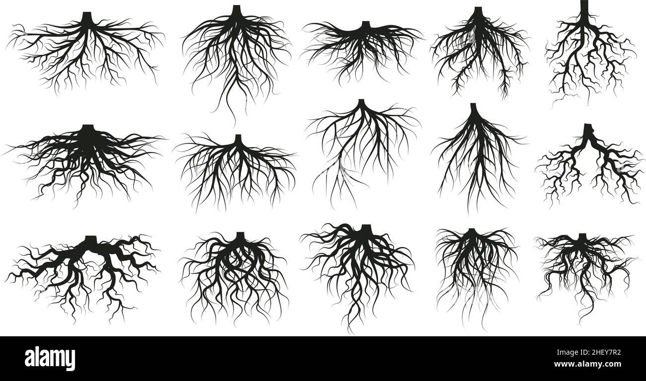Tree root system, underground growing plants stems. Branched roots ...