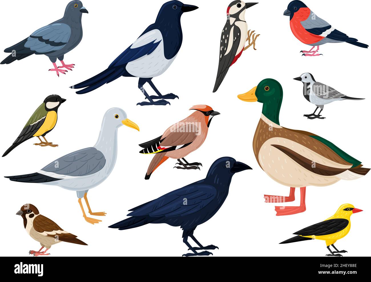 Cartoon city birds, sparrow, tit, pigeon and crow. European colorful ...